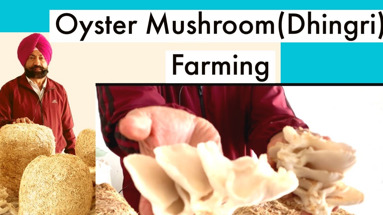 Oyster Mushroom ( Dhingri ) #ਢੀਂਗਰੀ #Intercropping - YouTube