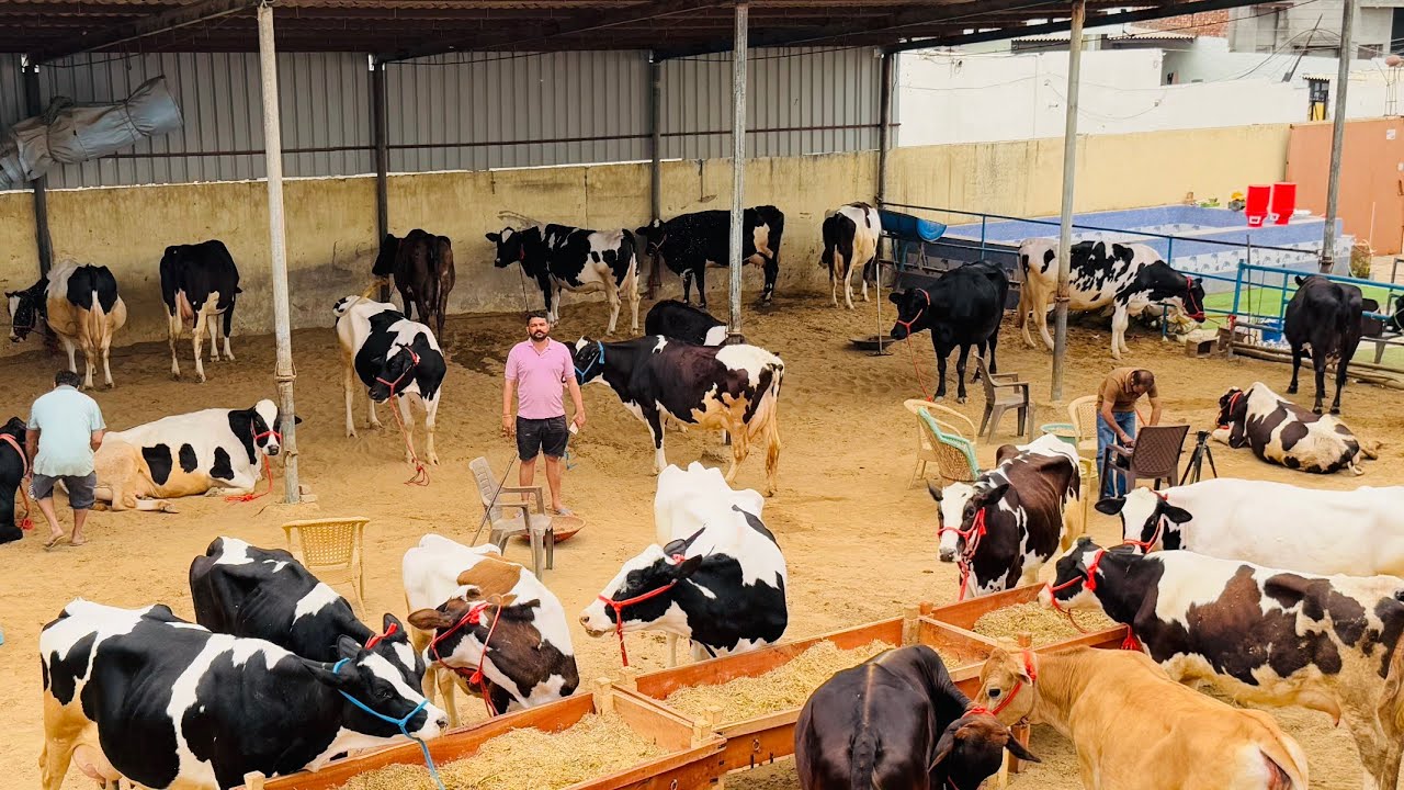 55 गाय बिकाऊ, 70000 से दाम शुरू। 40 लीटर तक दूध कांटे तोल वाला। Samra ...
