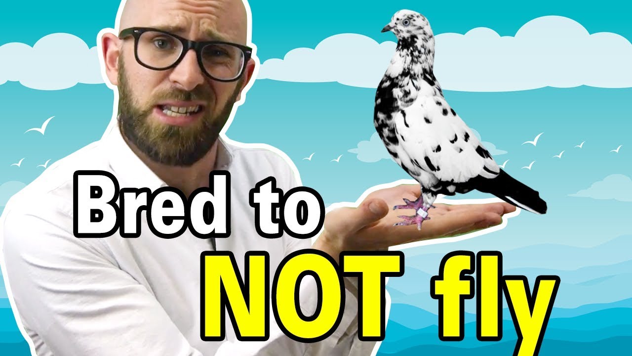 Parlor Roller Pigeons