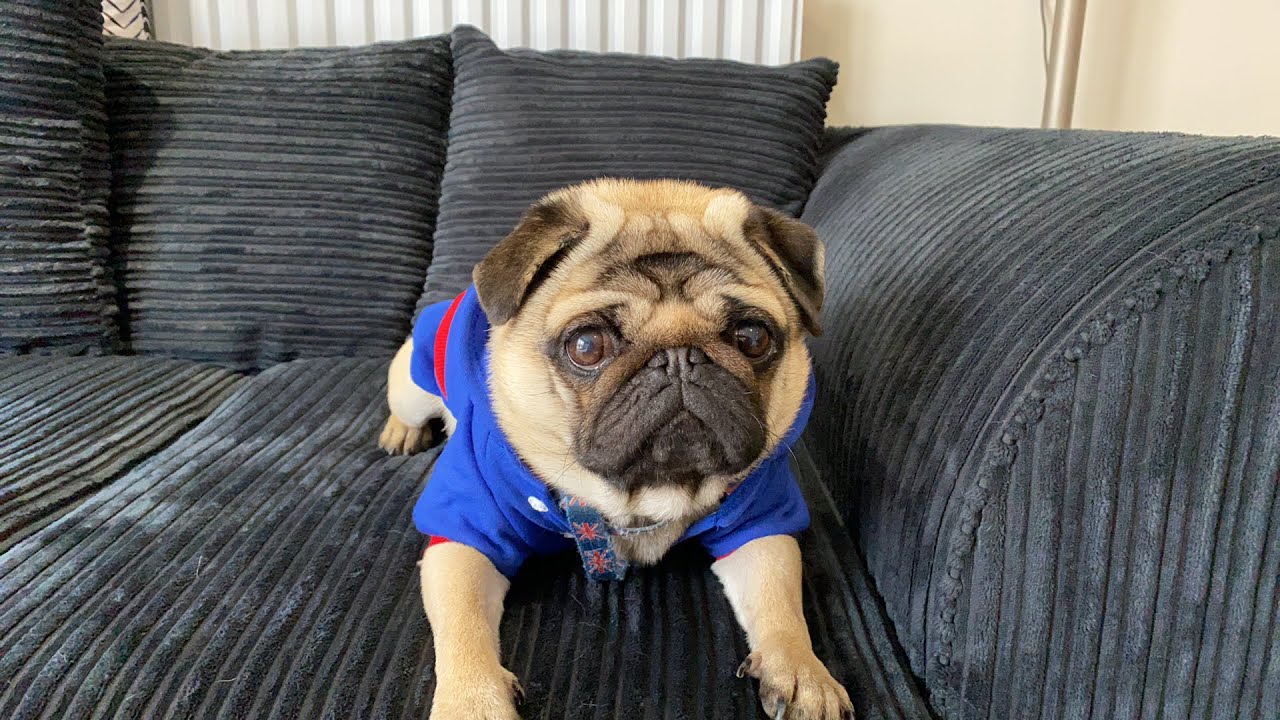 | BEST PUG TRICKS | Pangpang the Pug 2021 shows off speak play dead pug ...