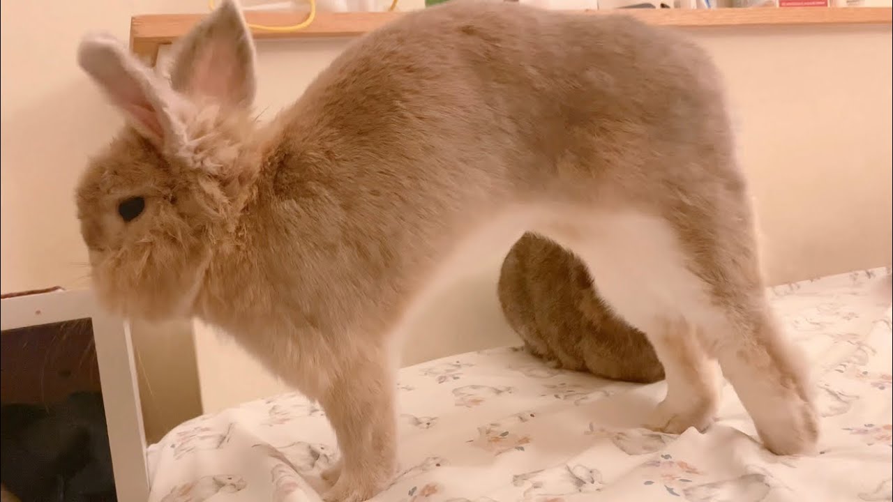 Cutest Bunny Yawn and Stretch in the world - YouTube