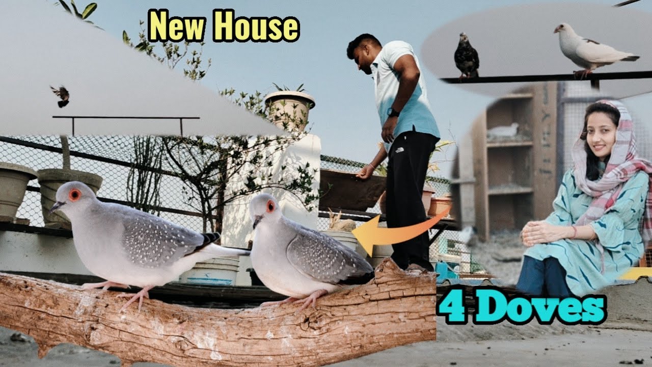 New house ready for dimond doves || pet house for birds ||🏡🐦 - YouTube