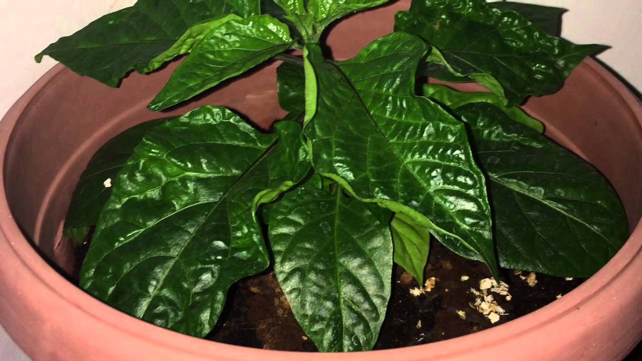 My Naga plant growing from seed - YouTube