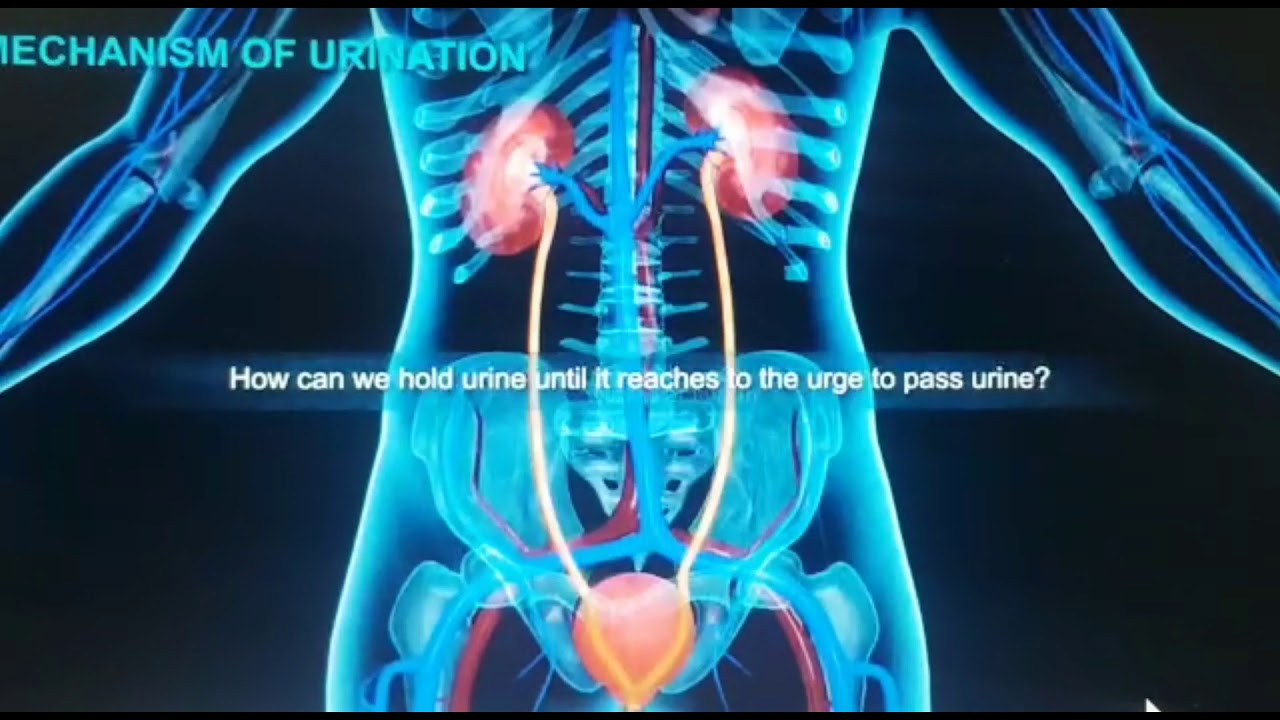 Chapter No.6 (LIFE PROCESSES) EXCRETORY SYSTEM (Lecture No.2) - YouTube