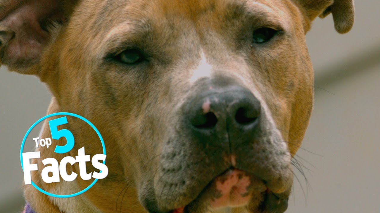 Top 5 Facts About Dogs - YouTube