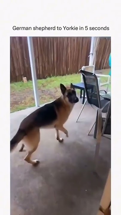 Funny Dog Compilation 😂 - YouTube