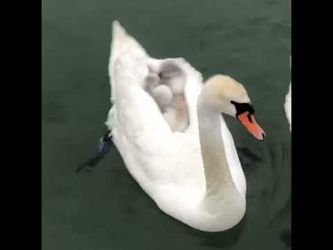 Svane unger på Ryggen af Mor - YouTube