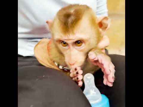 Young lovely Mary Daily care & feeding  18