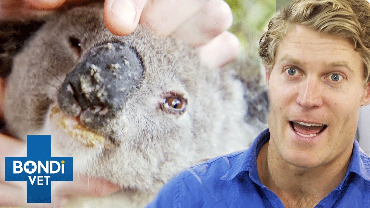 Shocking Lumps On Koala's Face: Is It Cancer? 😱 | Bondi Vet Clips ...