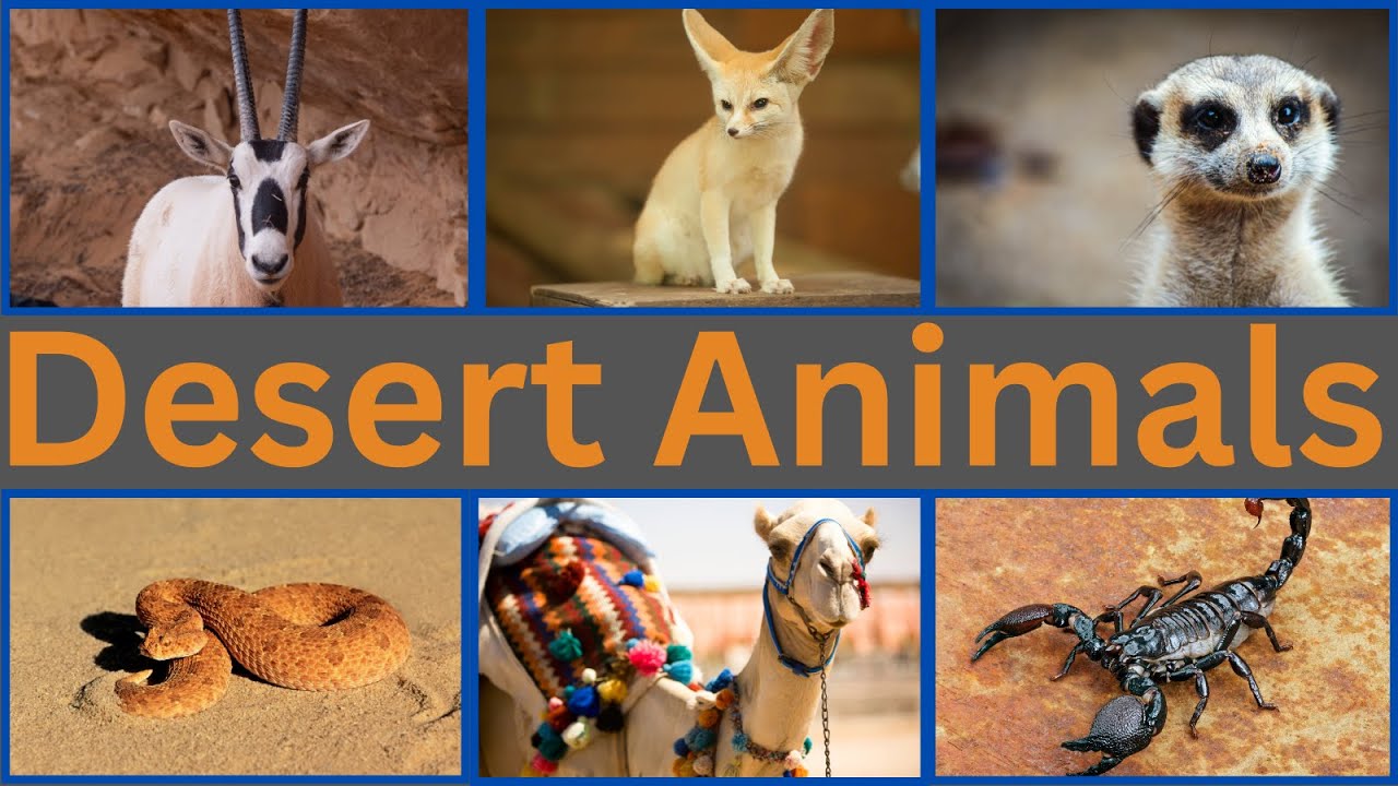 Desert Animals | Desert Animals Name - YouTube