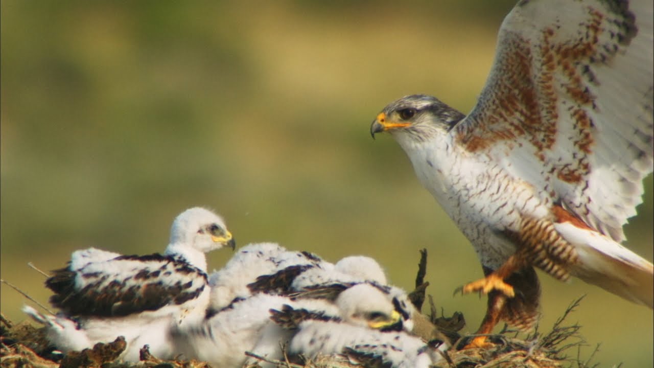 Hungry Hawk Chicks Keep Mom Busy - YouTube