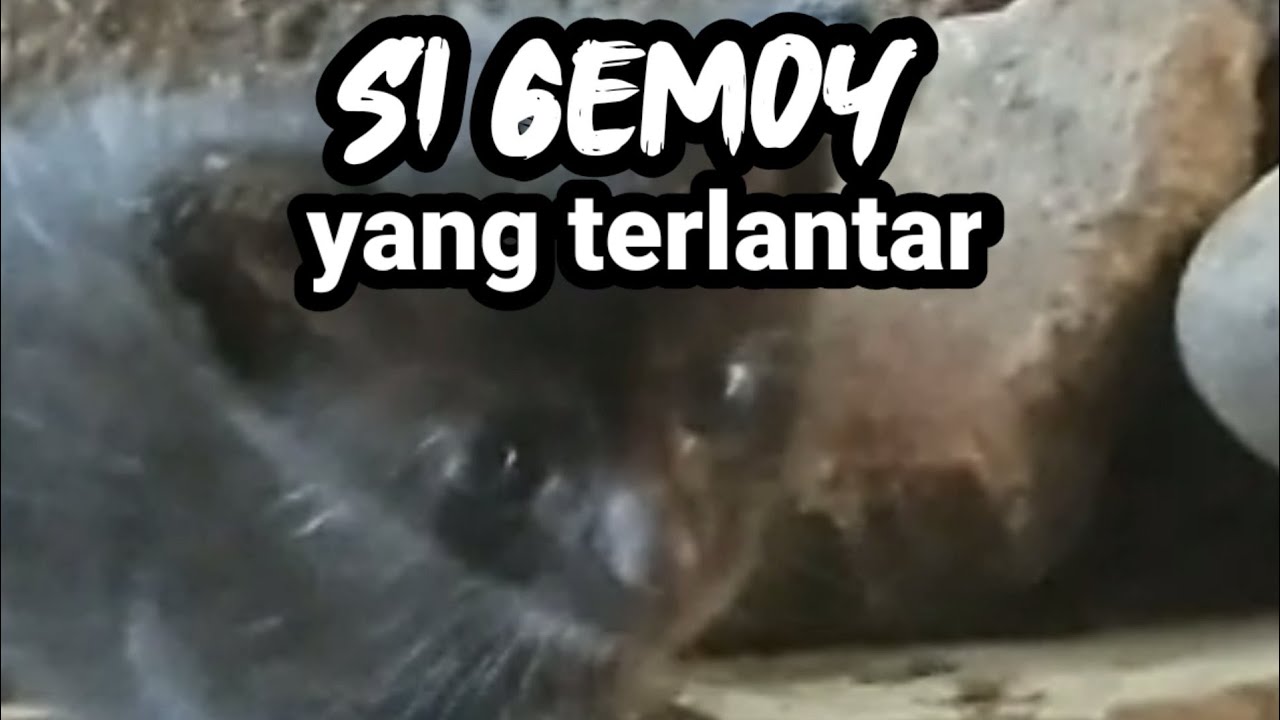 SI GEMOY YANG DI TELANTARKAN - YouTube