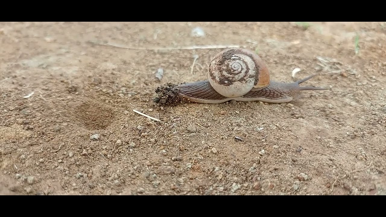 Snail Walk Captured 🐌, Nature Natural - YouTube