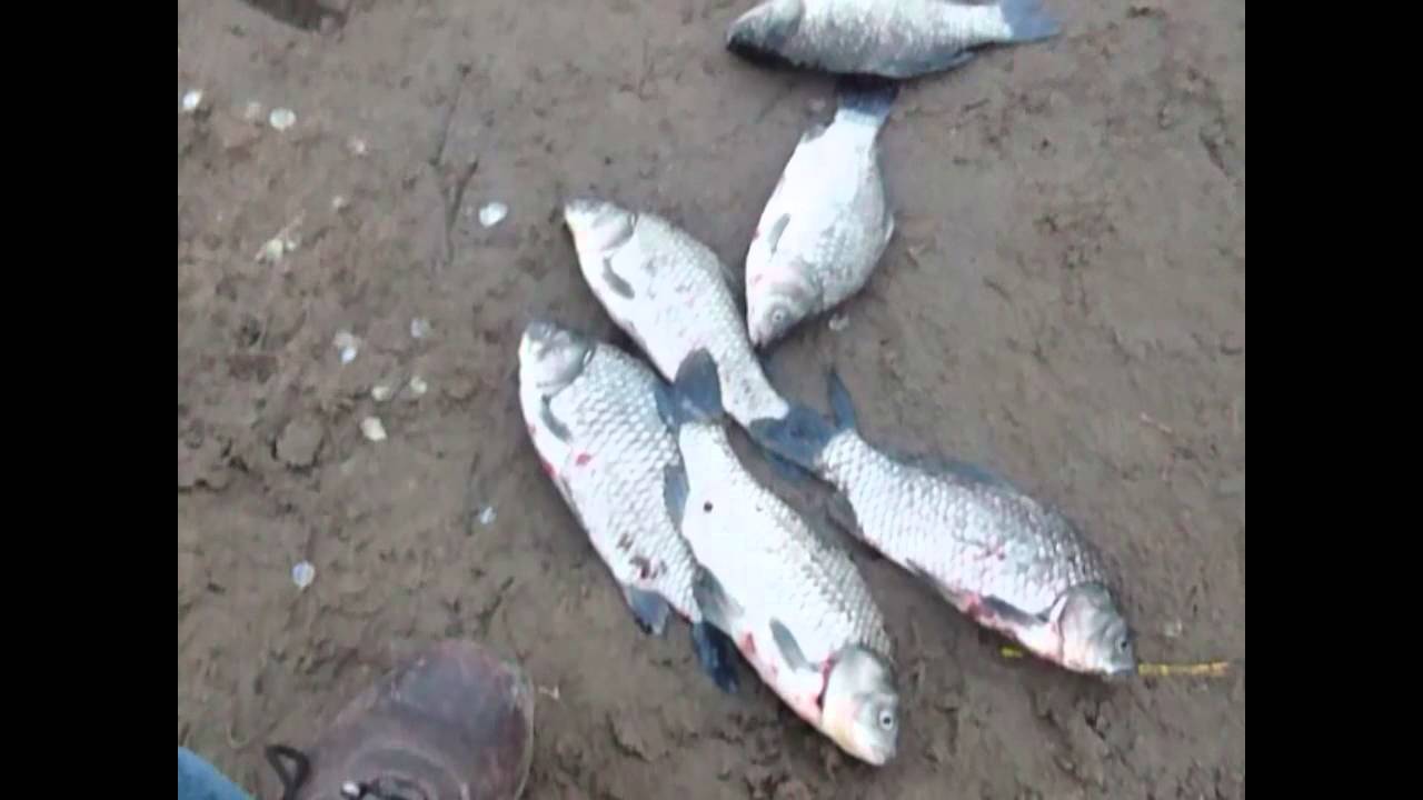 Prussian Carp In The Bow River (Alberta) July3, 2014 - YouTube