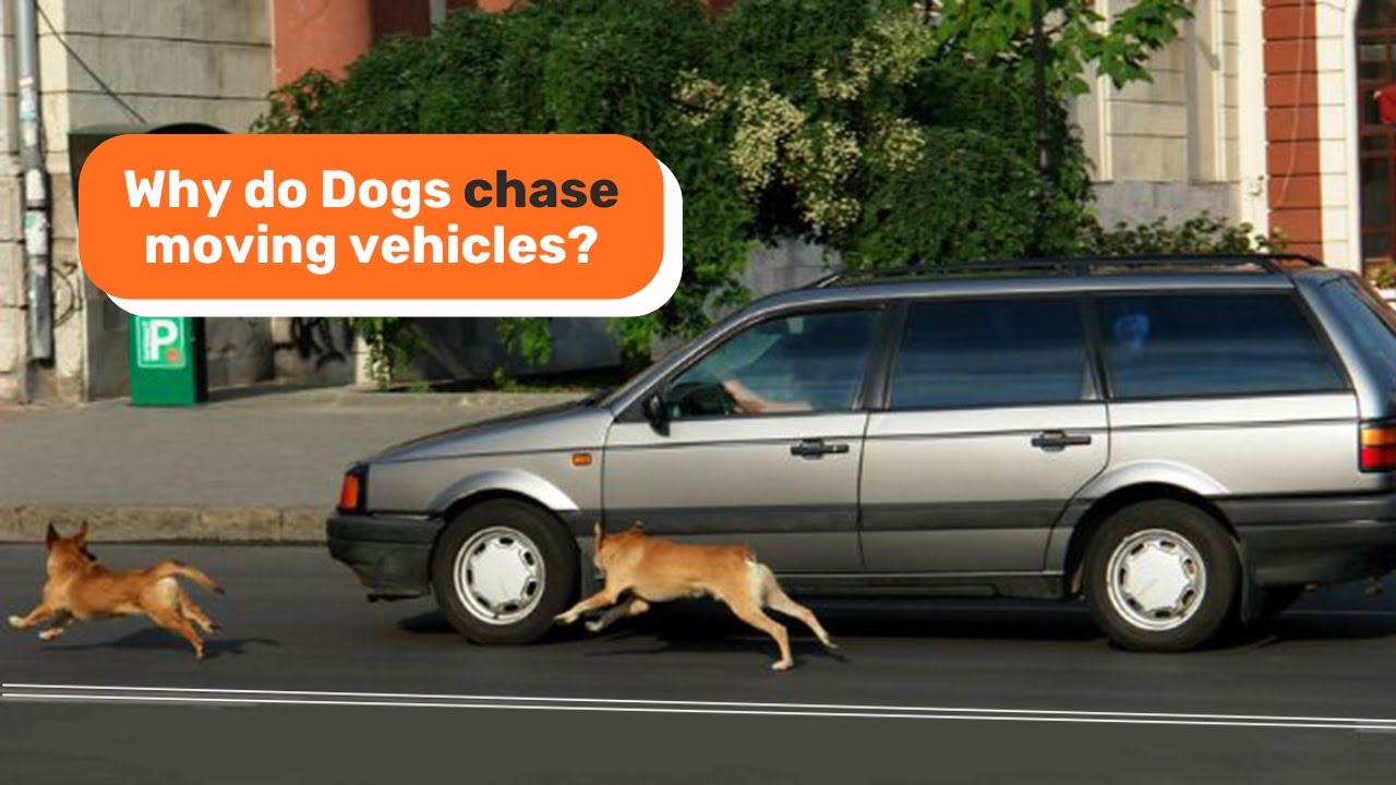 Why dogs chase cars and bikes? - YouTube