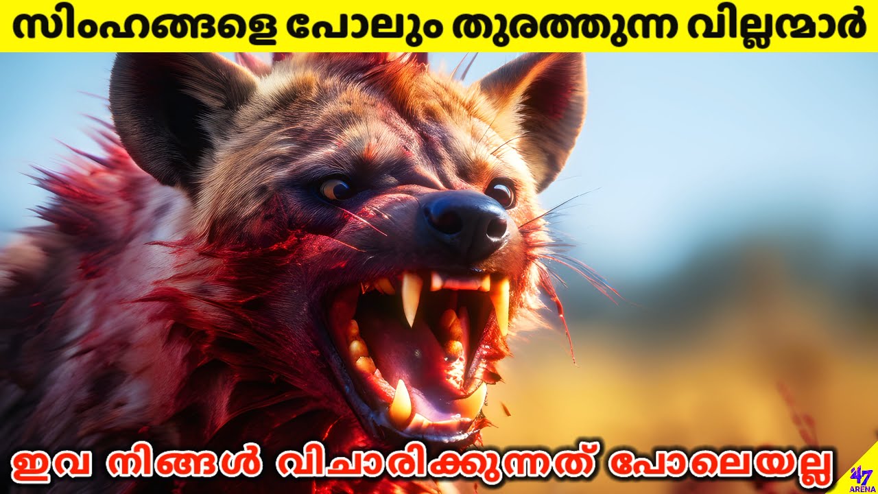 Hyena: The Misunderstood Masters | Why Hyenas Rule the African Wild ...