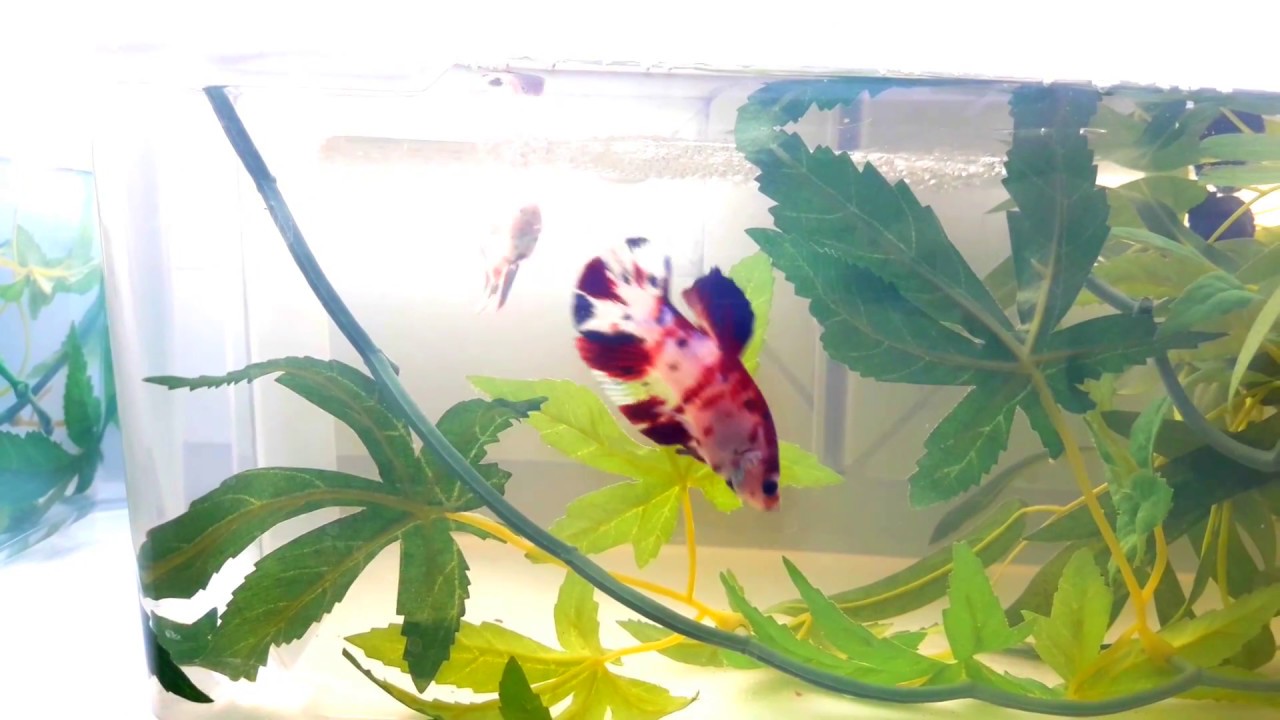 Betta splendens Fighting Fish Kampffisch Koi Fancy - YouTube