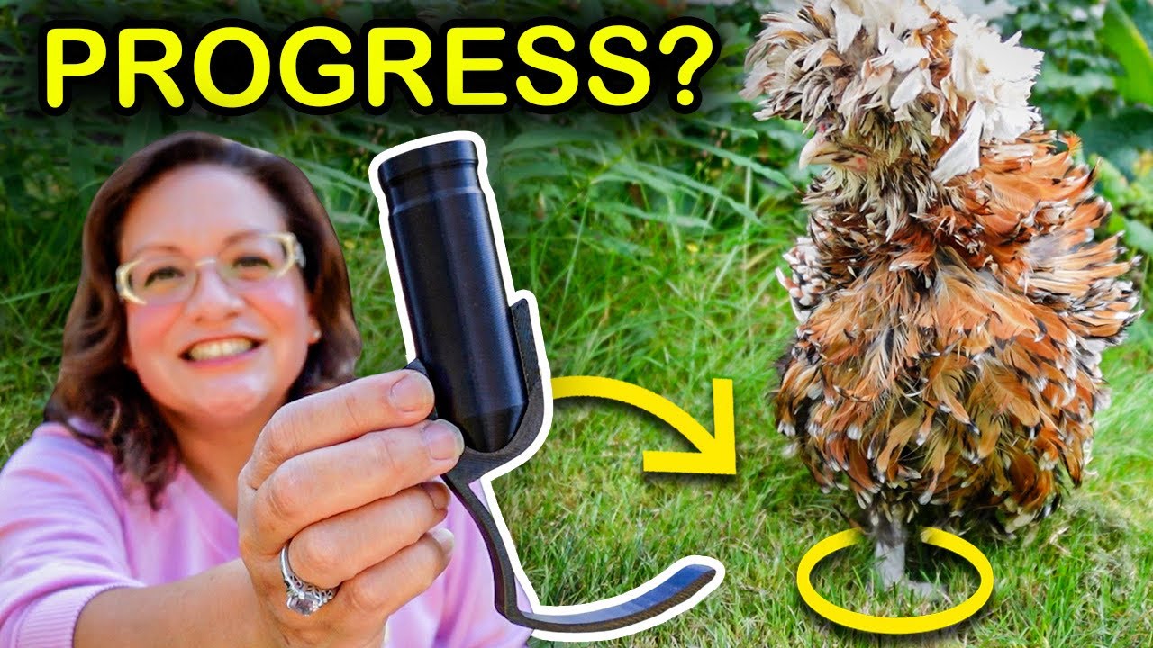 One-Legged Chicken Tries Prosthetic Leg for the First Time - YouTube