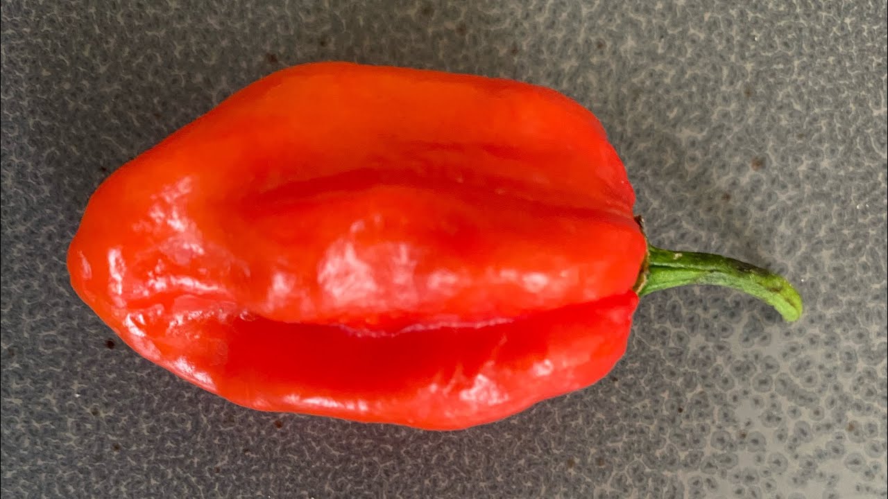 Caribbean Red Habanero Tasting and Review - YouTube