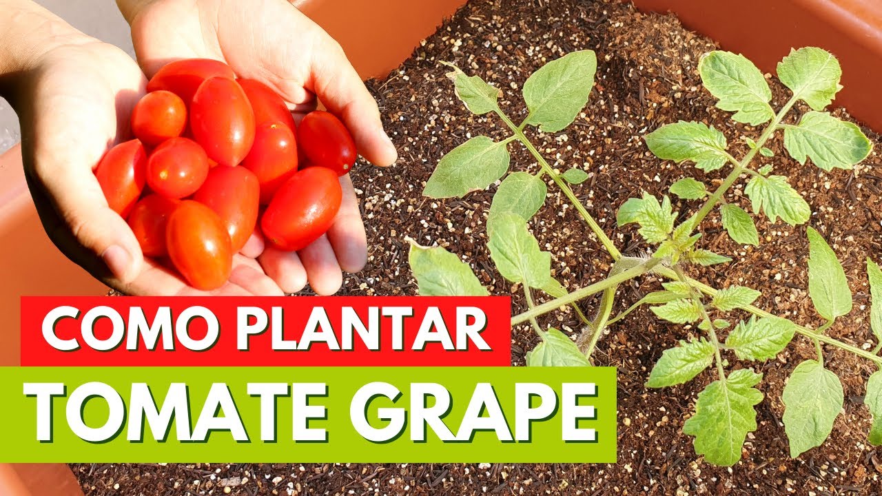 COMO FAZER MUDAS DE TOMATE GRAPE! PASSO A PASSO DA SEMEADURA AO PLANTIO ...