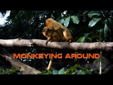 Hey, monkey - YouTube