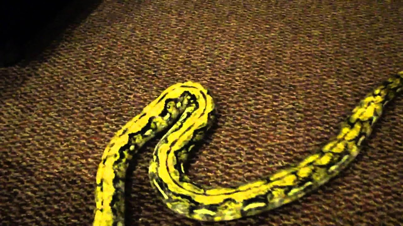 Paradox Caramel Albino Tiger Retic - YouTube