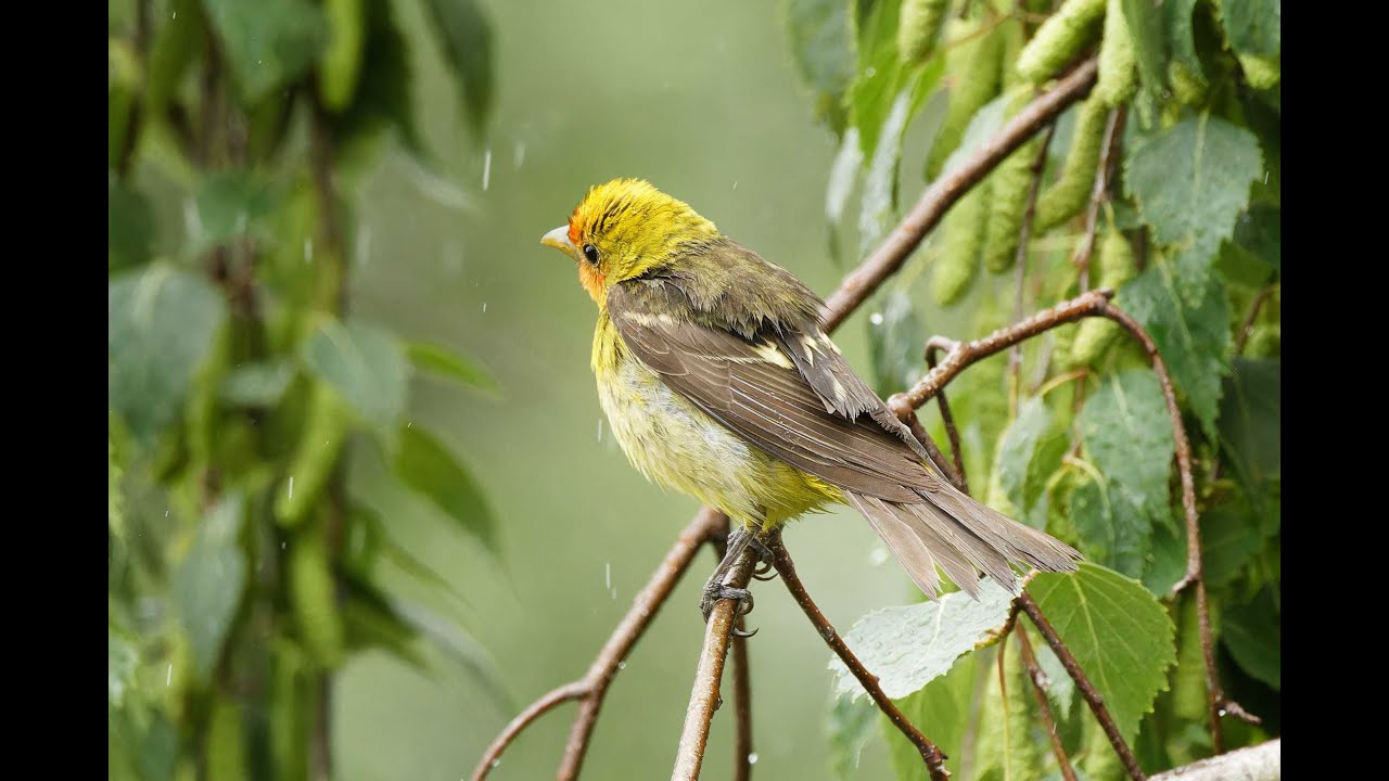 Western Tanager, Oregon City, Oregon, USA, 2/6/24 - YouTube