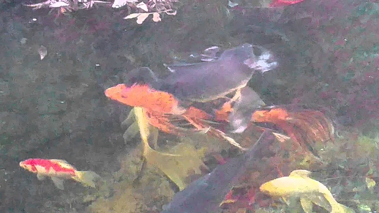 Koi comet hybrid 2500 gallon pond - YouTube