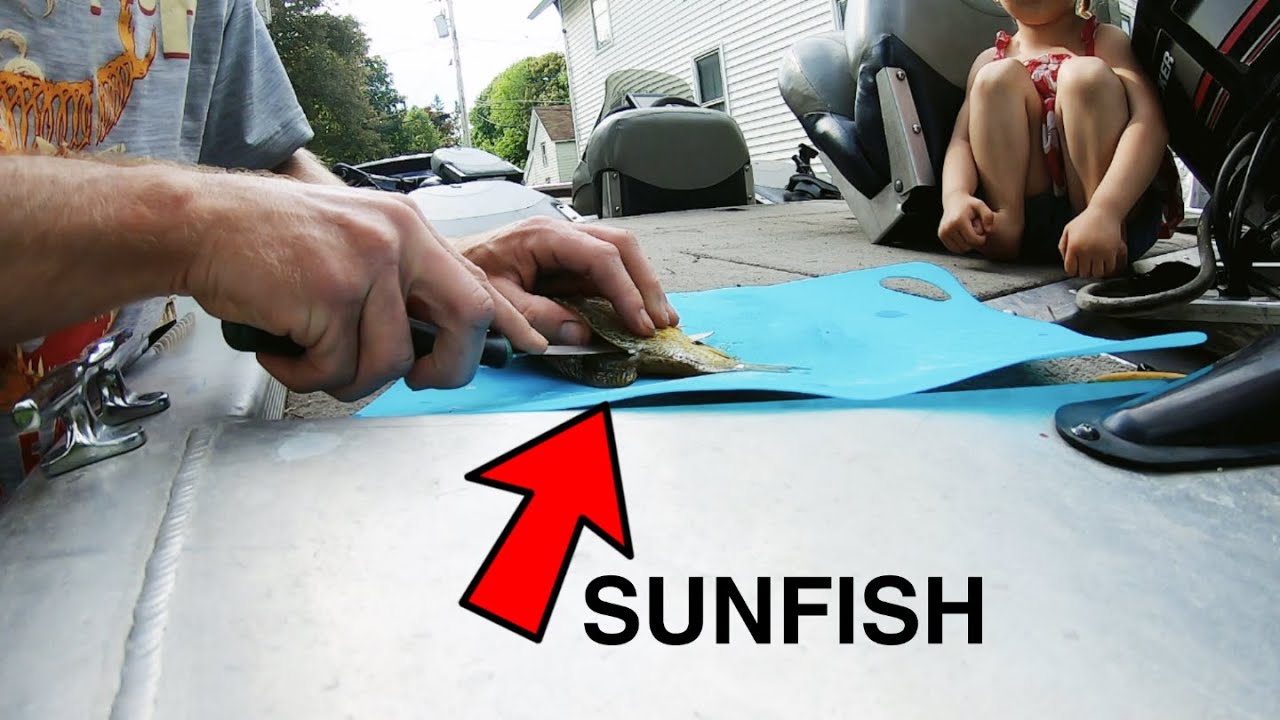 How To FILLET a SUNFISH!!! (Insane Pan Fishing Day) - YouTube