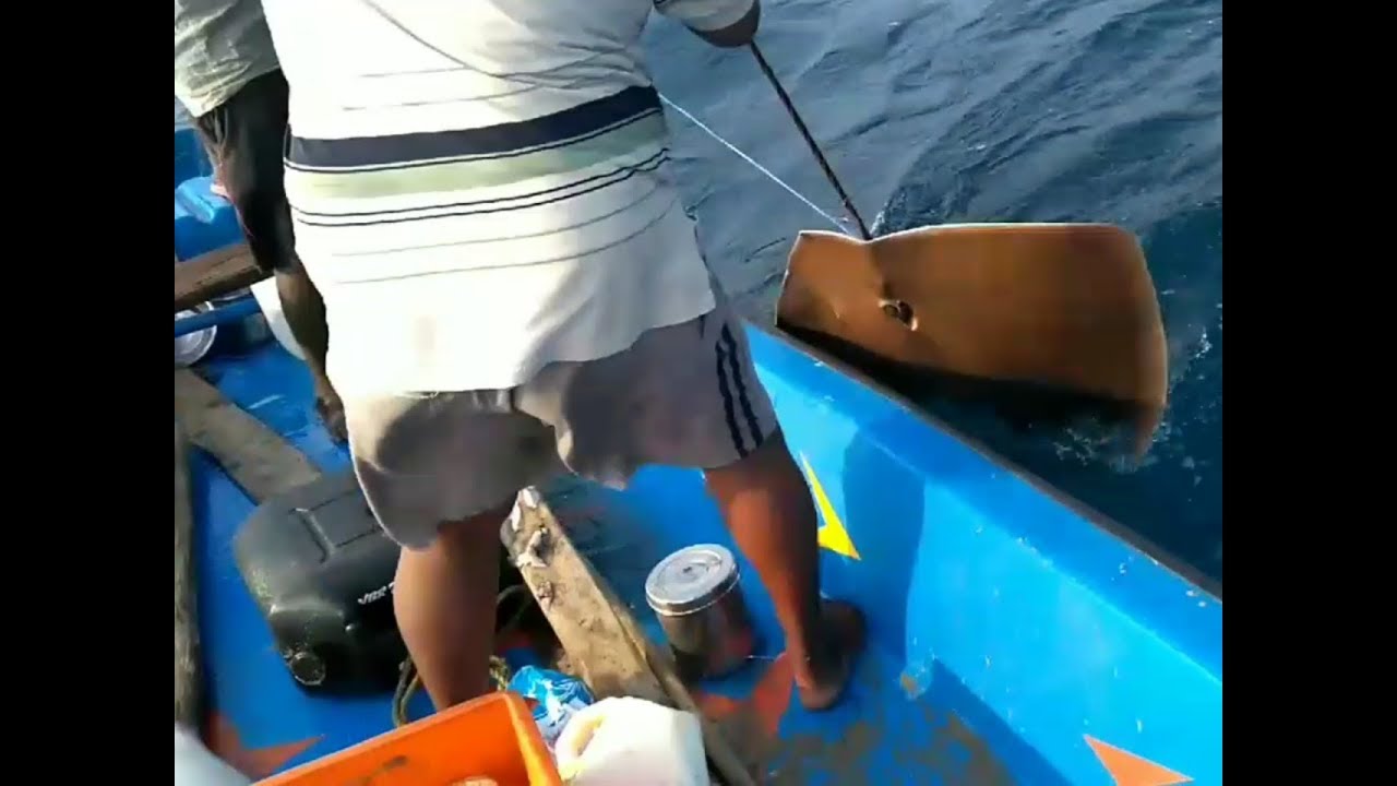 stingray fish catching videos/indian fisherman catched stingray fish in ...