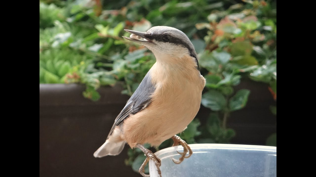 Wiosenny śpiew polskich ptaków #1 - Birds singing in spring (Rudzik ...