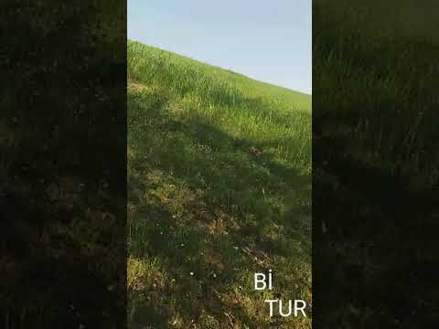 Orman ağaç çiçekleri