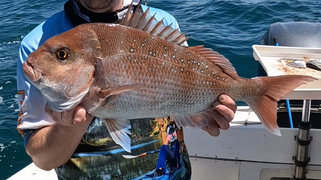 This Snapper Season Just Keeps Getting Better!! - YouTube