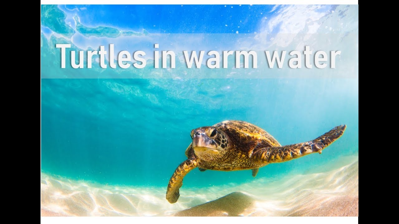 The impacts of our warming waters on turtles | Prof TRACEY ROGERS - YouTube