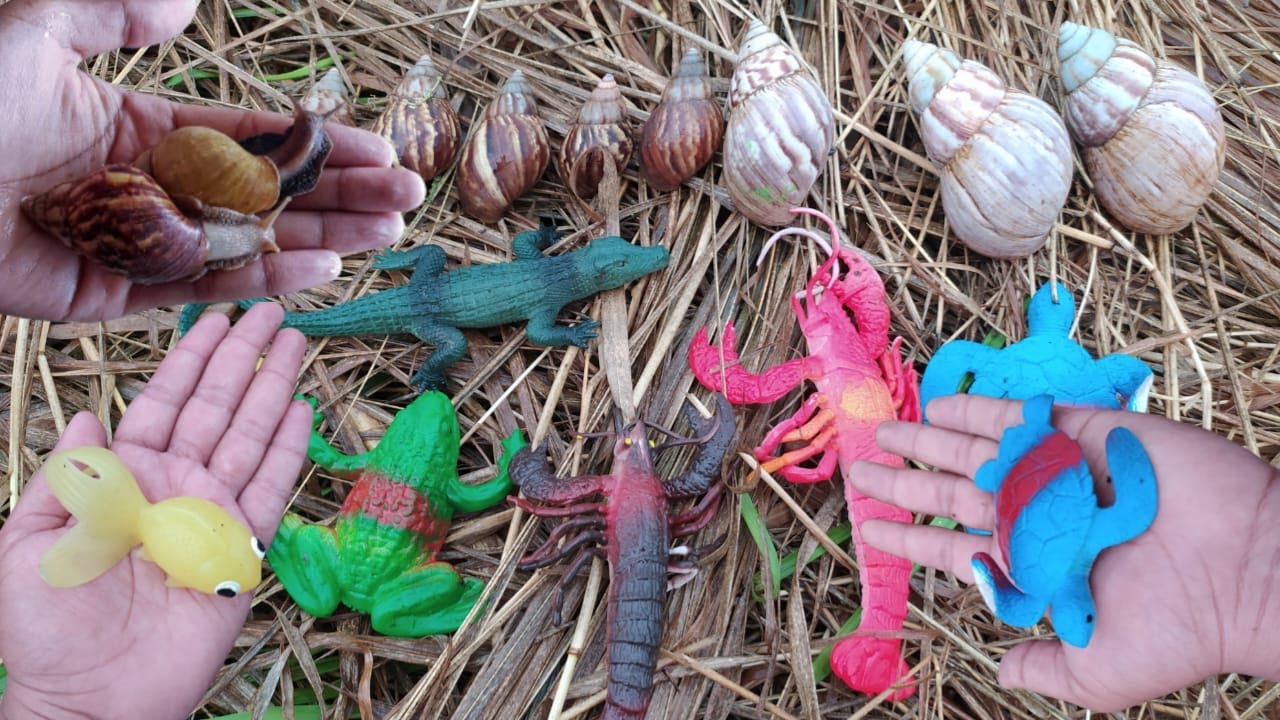 WOW SERU 🌈 Berburu Dan Menemukan Bekicot Lucu, Bekicot Albino, Hewan ...