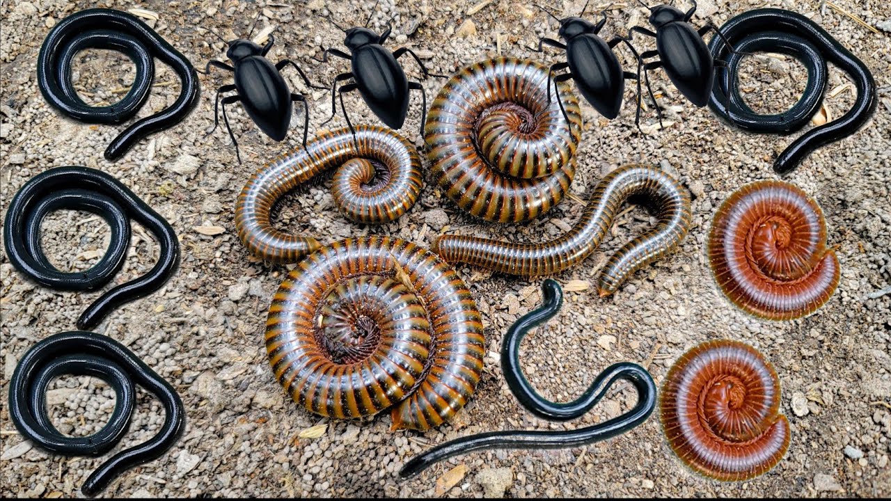 Looking Insect Under Wood Meet Millipede, Black Beetle, Worm Snake ...