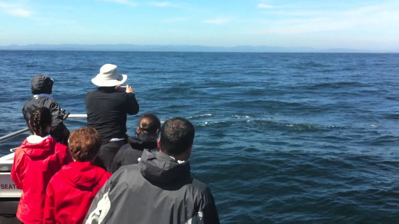Orca Salmon Chase - YouTube