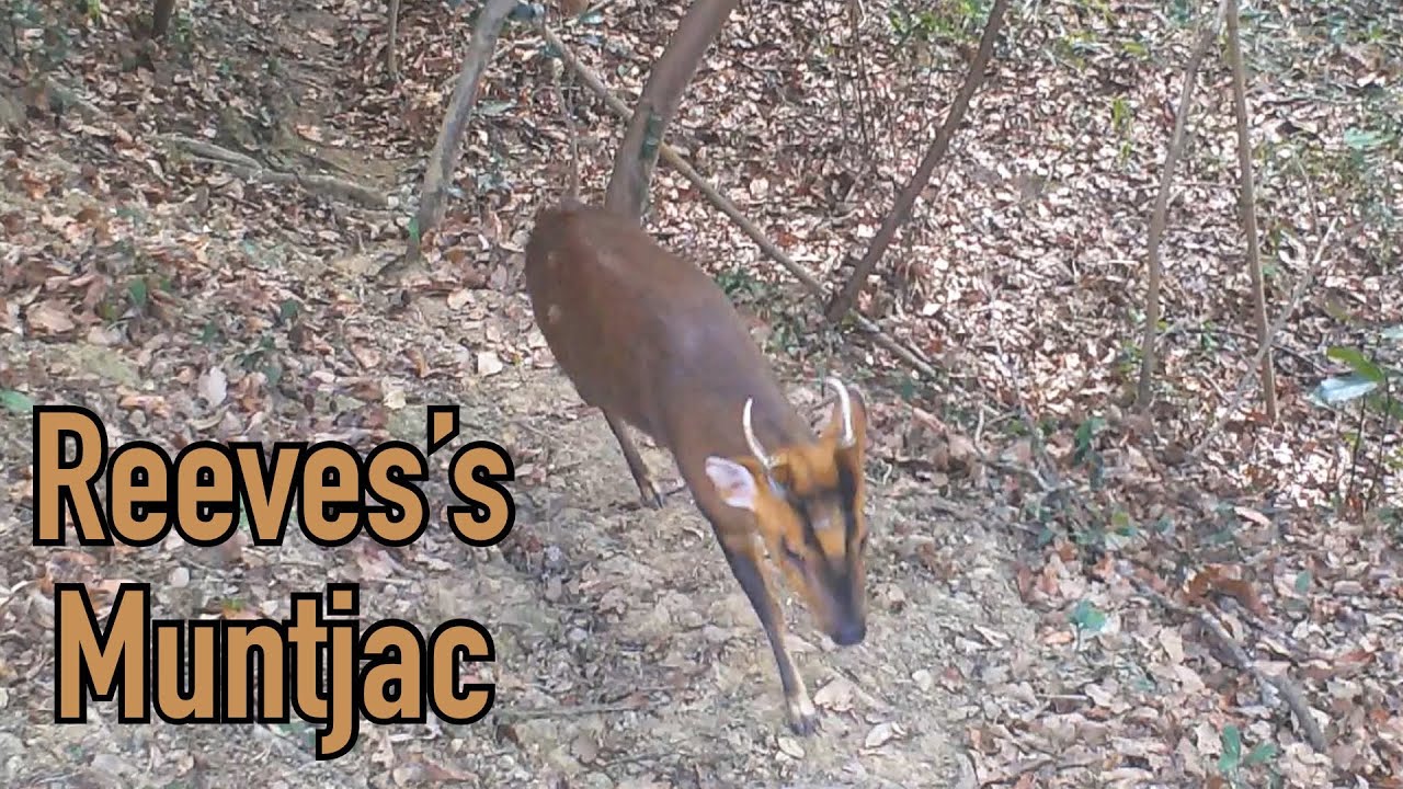 Kyon! Mysterious wild animal caught on trail camera in a Japanese ...