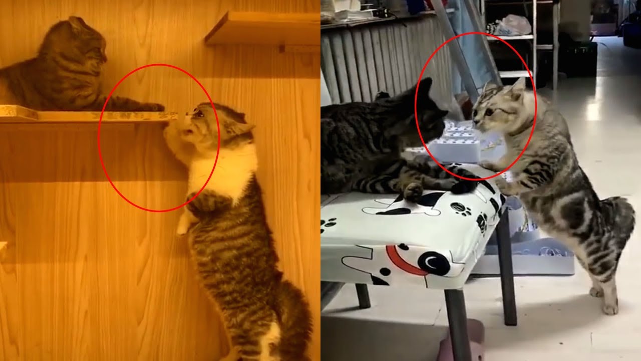 cats yelling like girls and chattering - YouTube