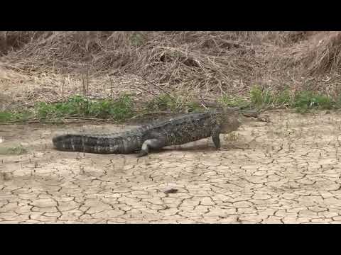 Alligator in England, AR - YouTube