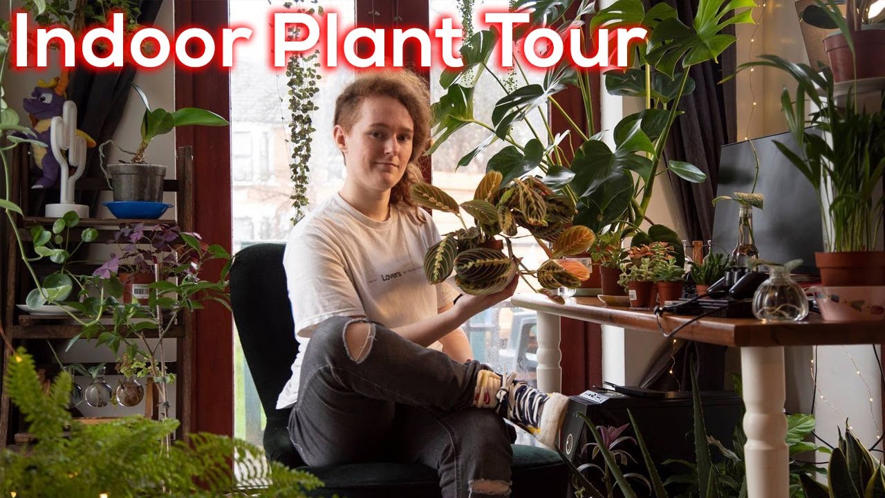 Indoor Plant Tour 🌿 - YouTube