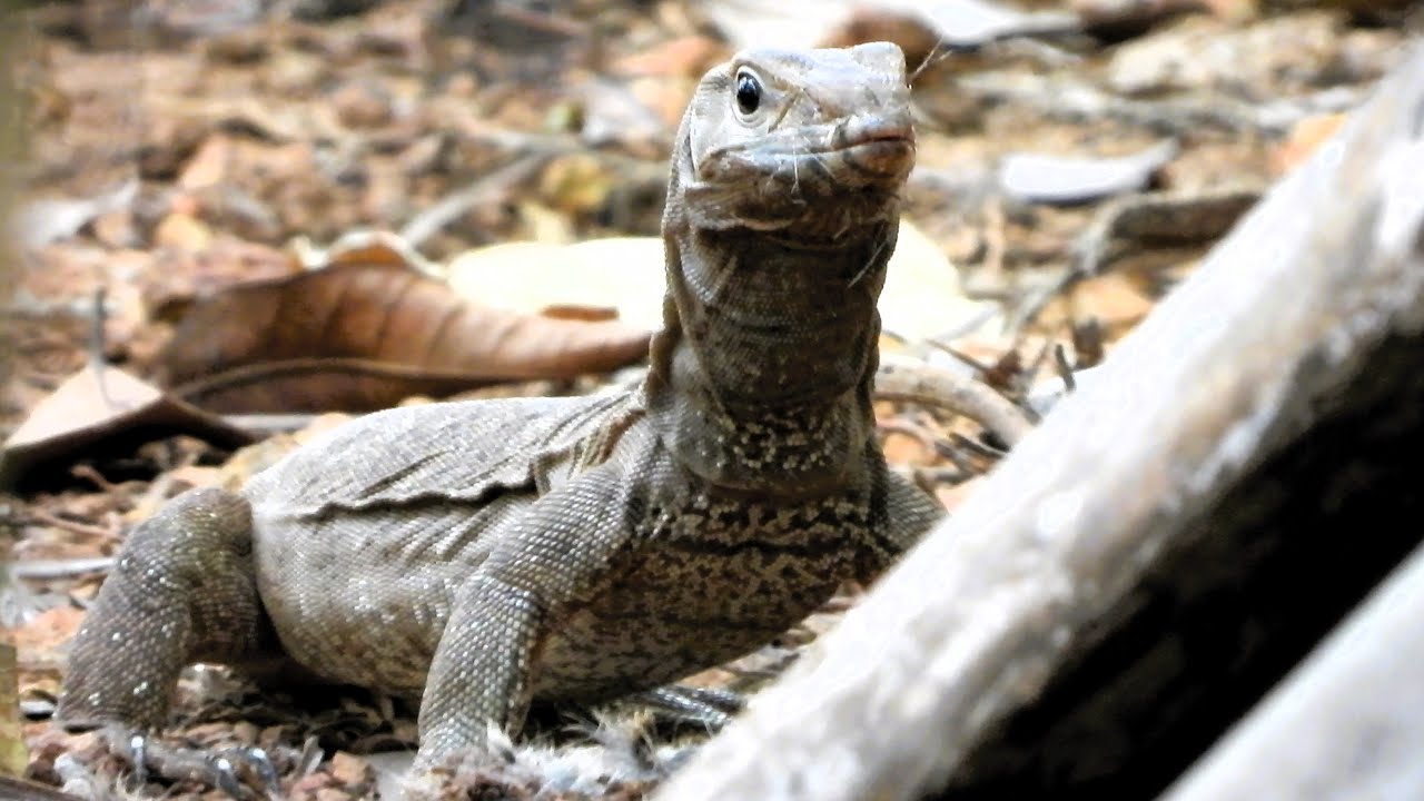 Wildlife Today / Monitor lizard eating its prey - YouTube