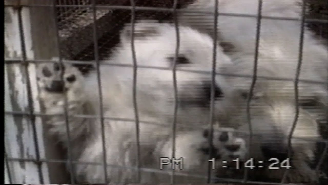 WGAL report from 1990: Pennsylvania puppy mills - YouTube