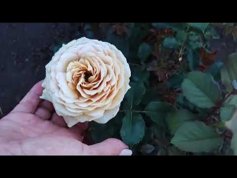 Царство роз 🌹Пайн дрим 🌹#розы #цветение#сад#ЦАРСТВОРОЗ - YouTube