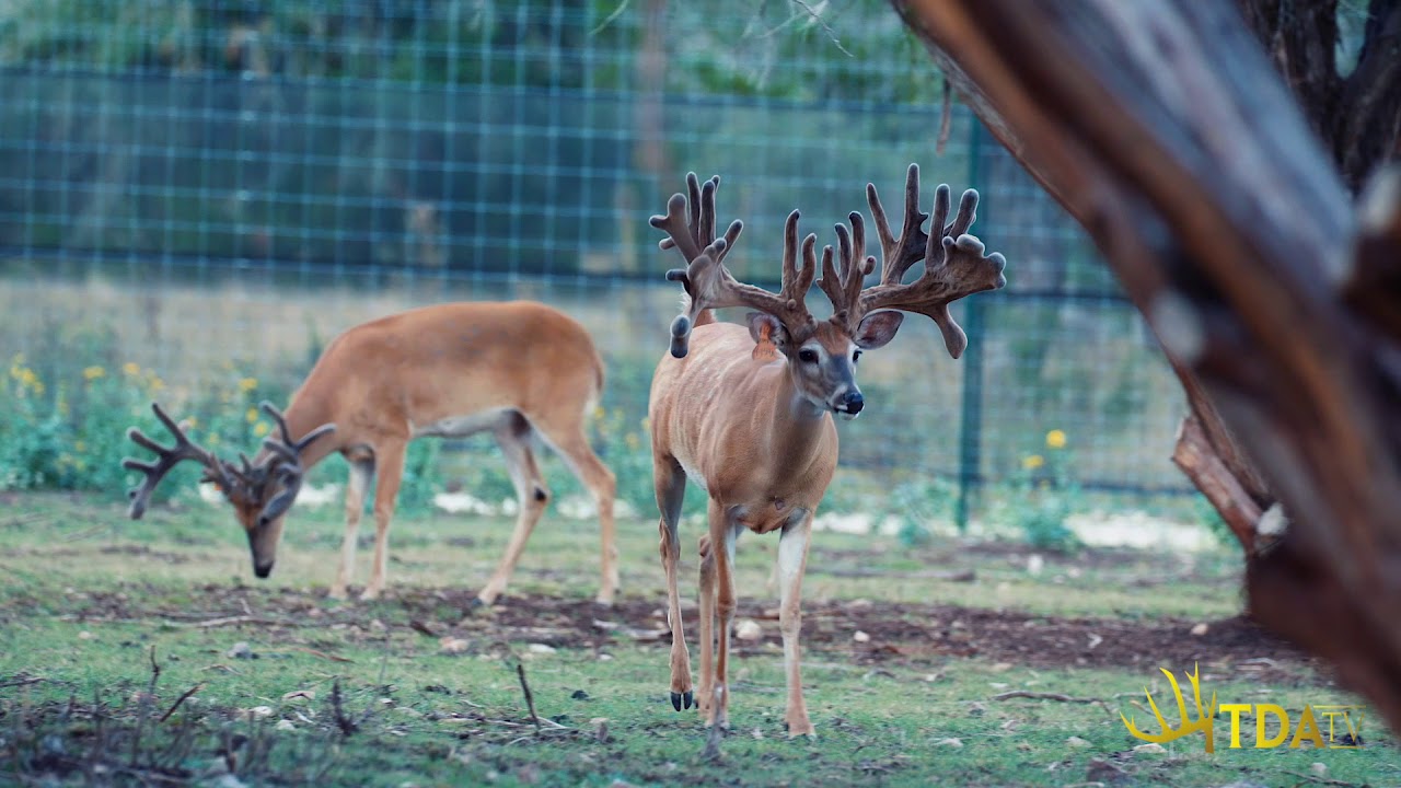 TDA TV | Lonehollow Whitetails - YouTube