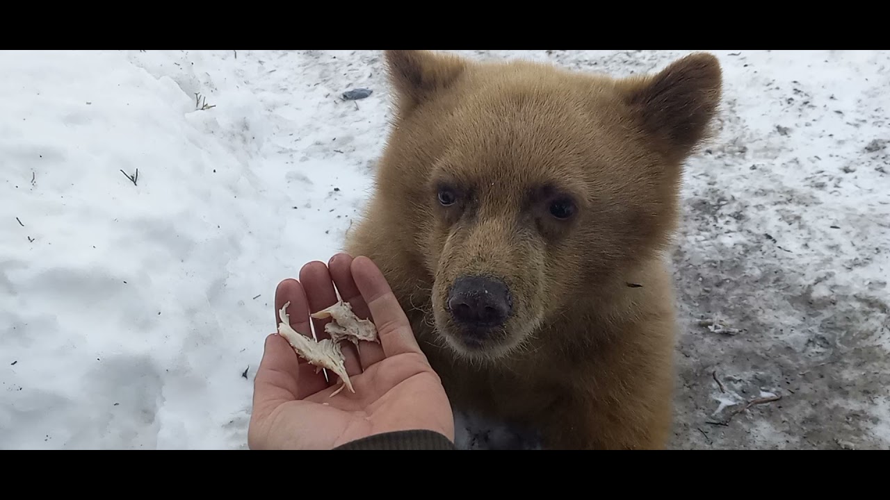 Petunia The Baby Bear Cub Chewing on Turkey Cartilage - YouTube