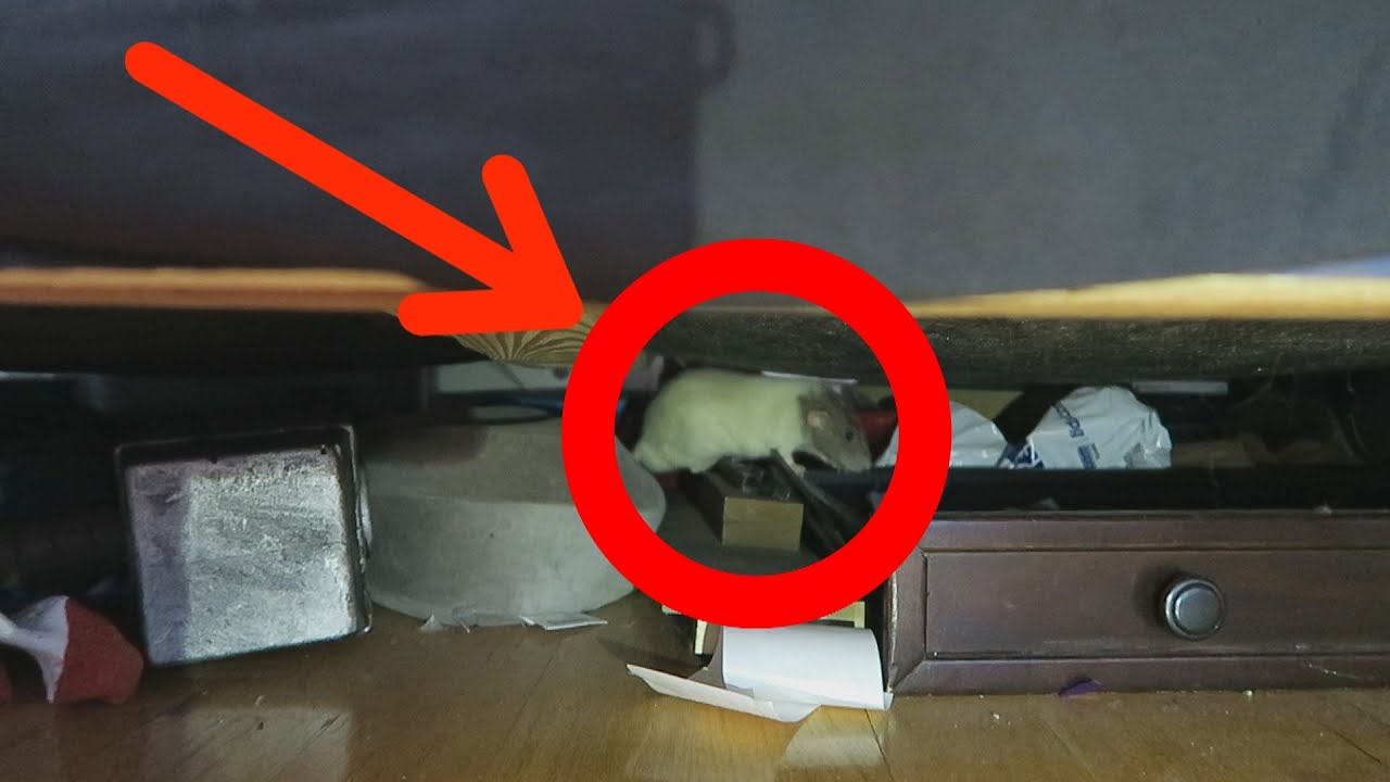 ESCAPED RAT IN THE FAZE HOUSE - YouTube