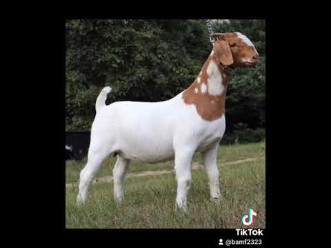 BAMF BOSS LADY LOT 10 - YouTube