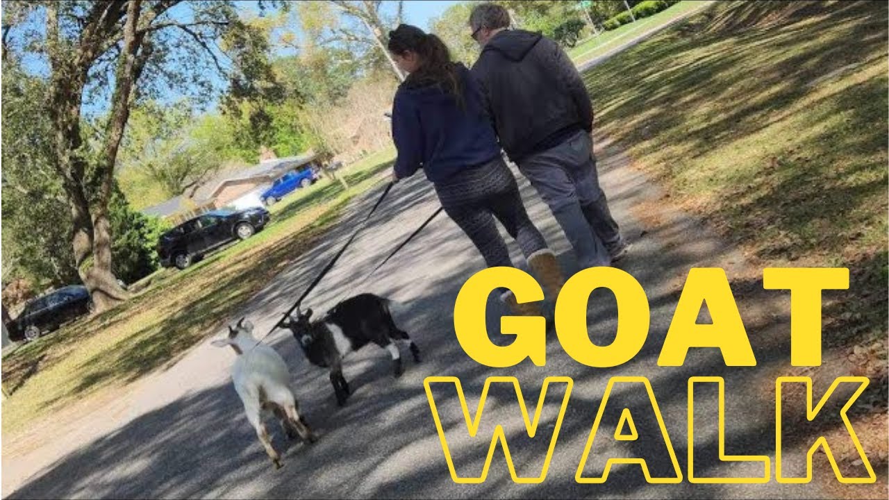 GOAT TRAINING | Training the goats to walk on a leash like a dog - YouTube