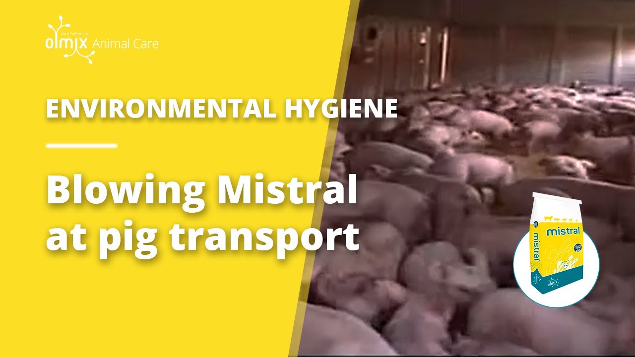 🟡🐖Mistral Olmix solution blowing at pig transport - YouTube